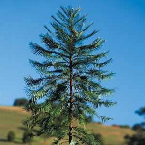 Australia has many types of pine trees, including native species ...